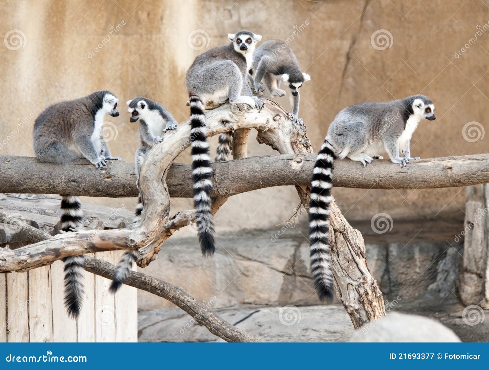 Group of Ring Tailed Lemurs Stock Image - Image of primate, vocal: 21693377