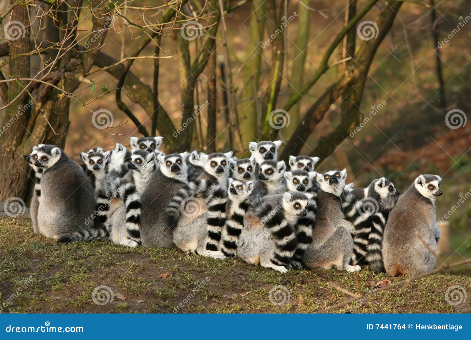 Group of Ring-tailed Lemurs Stock Photo - Image of tailed, animal: 7441764