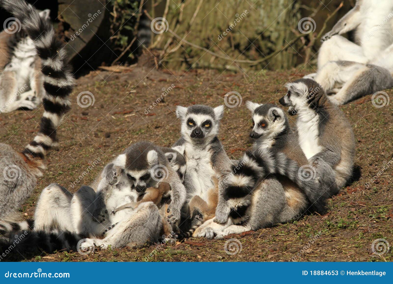 Group of Ring-tailed Lemurs with Baby S Stock Image - Image of primate ...