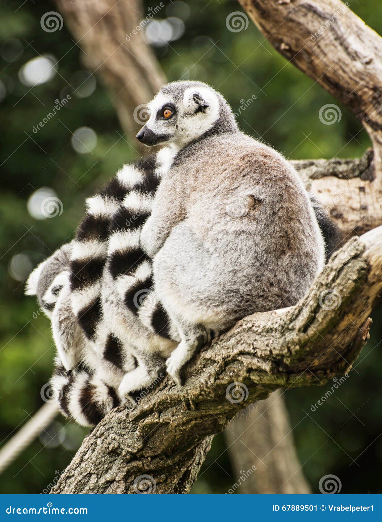 Group of Ring-tailed Lemurs (Lemur Catta) on the Tree Branch Stock ...