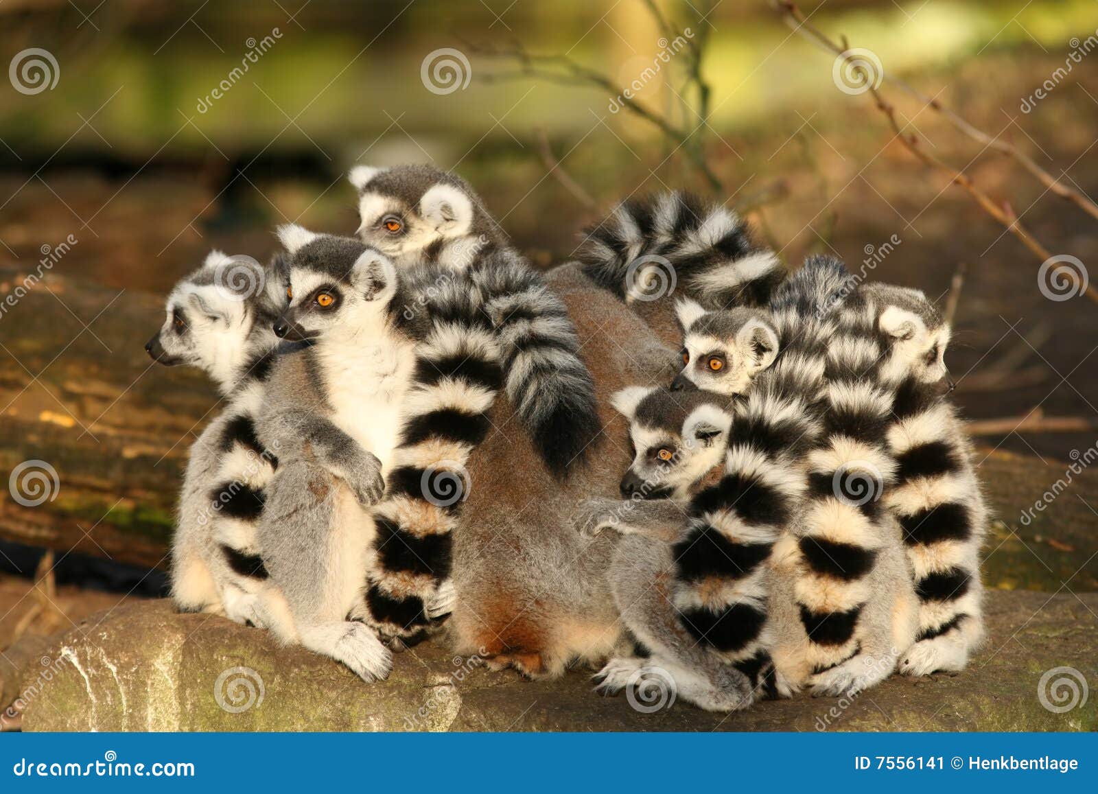 Group of Ring-tailed Lemurs Sitting Close Together Stock Image - Image ...