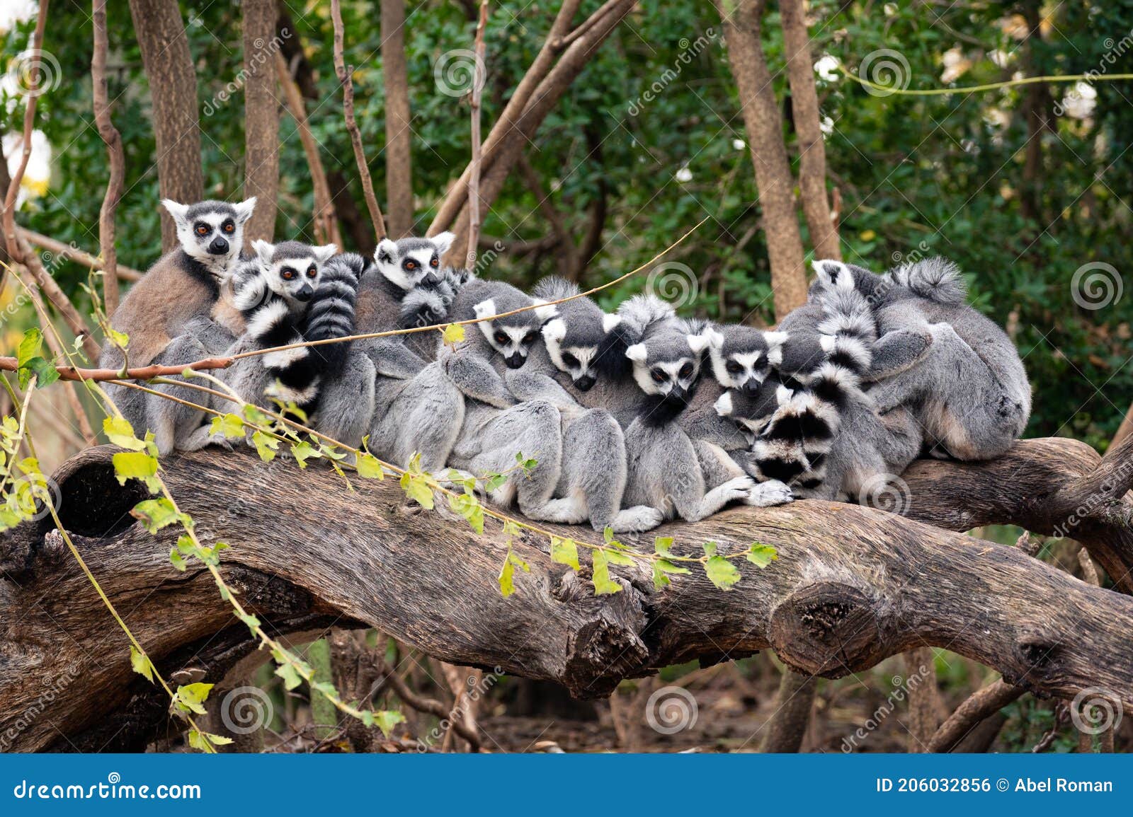 Group Of Ring-tailed Lemurs Select The Best And Tastiest Stalks Of ...