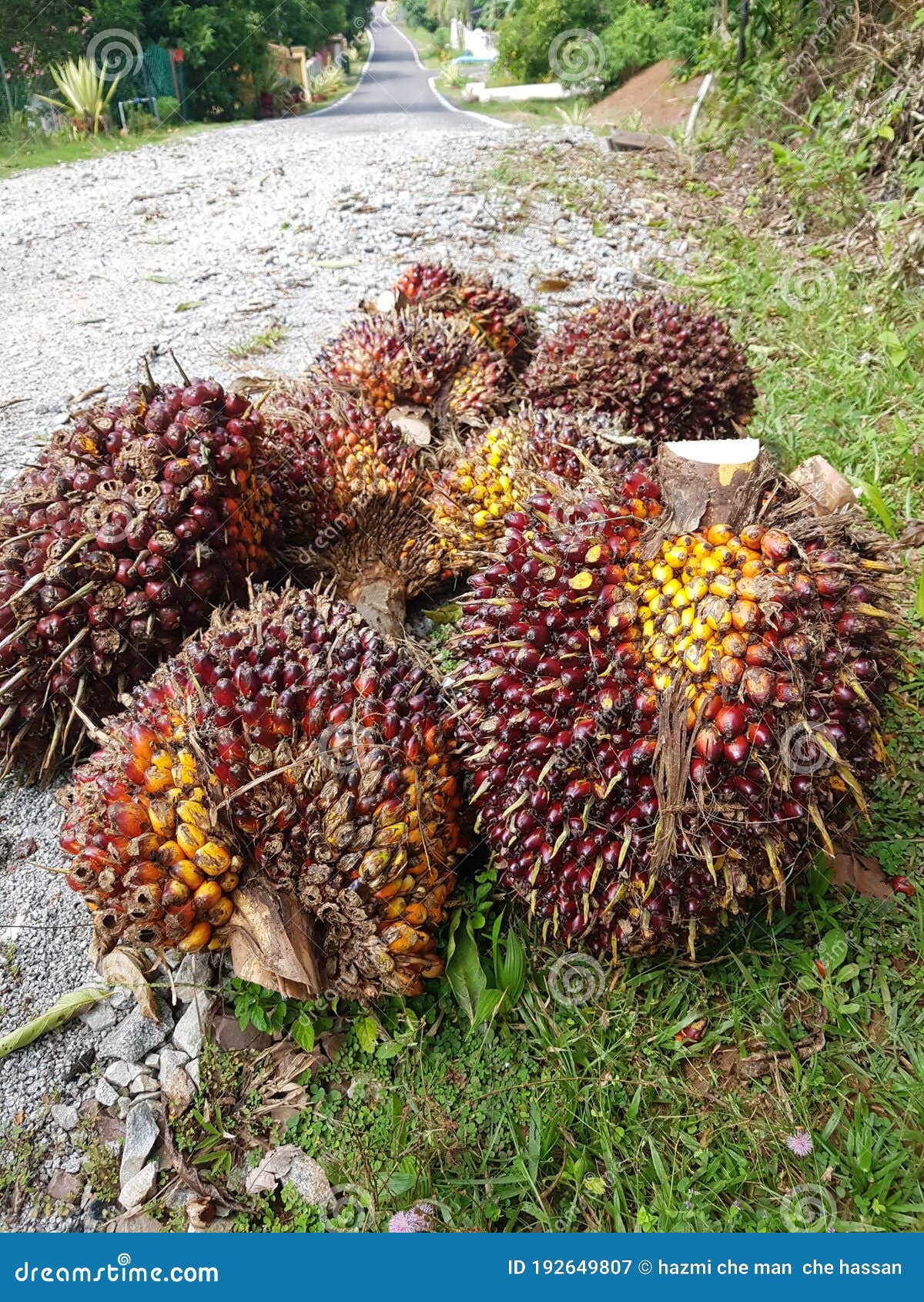 Group of Ripe Palm Fruit after Harvest at the Ground Stock Image ...