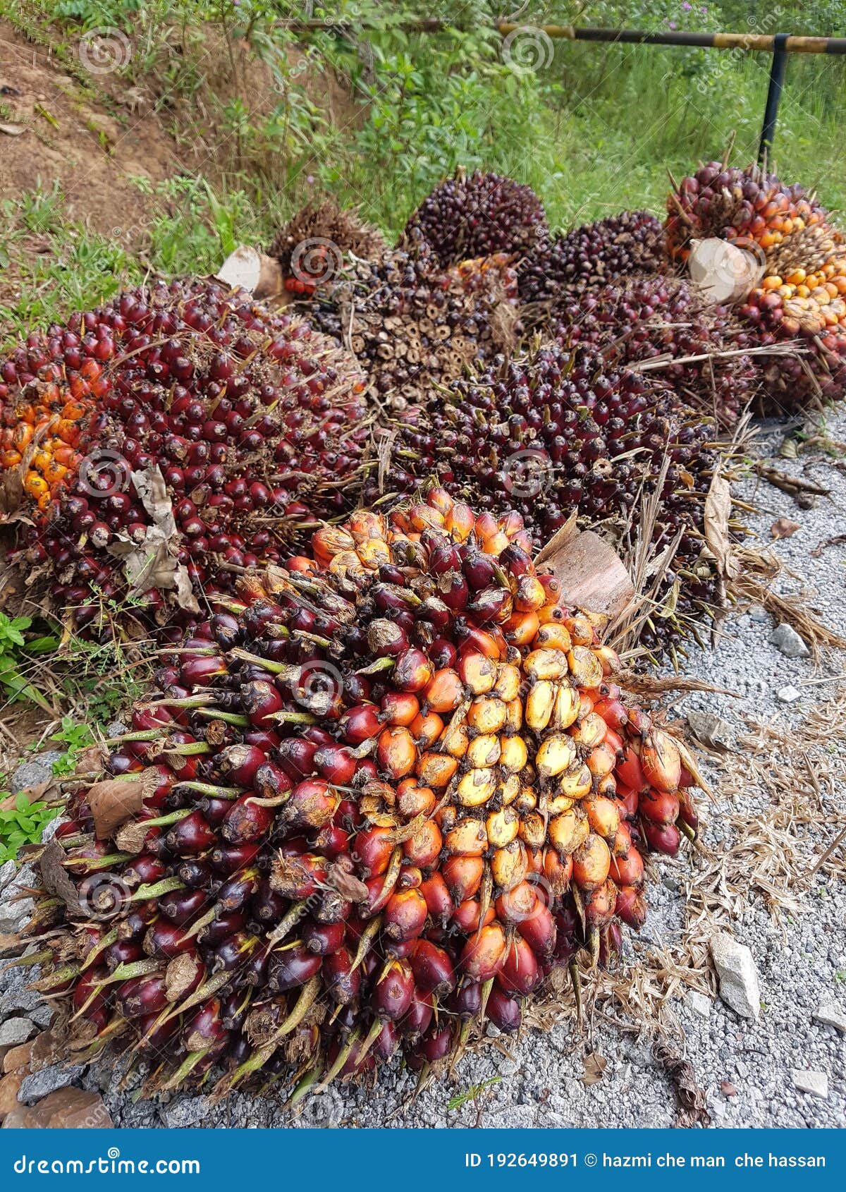Group of Ripe Palm Fruit after Harvest at the Ground Stock Image ...