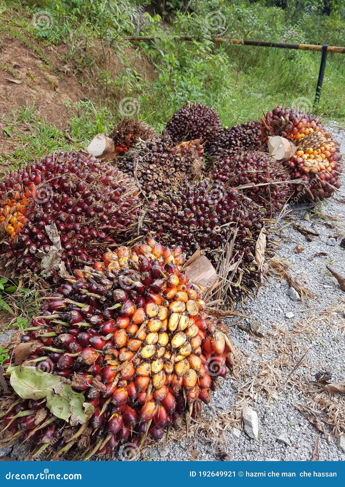 Group of Ripe Palm Fruit after Harvest at the Ground Stock Image ...