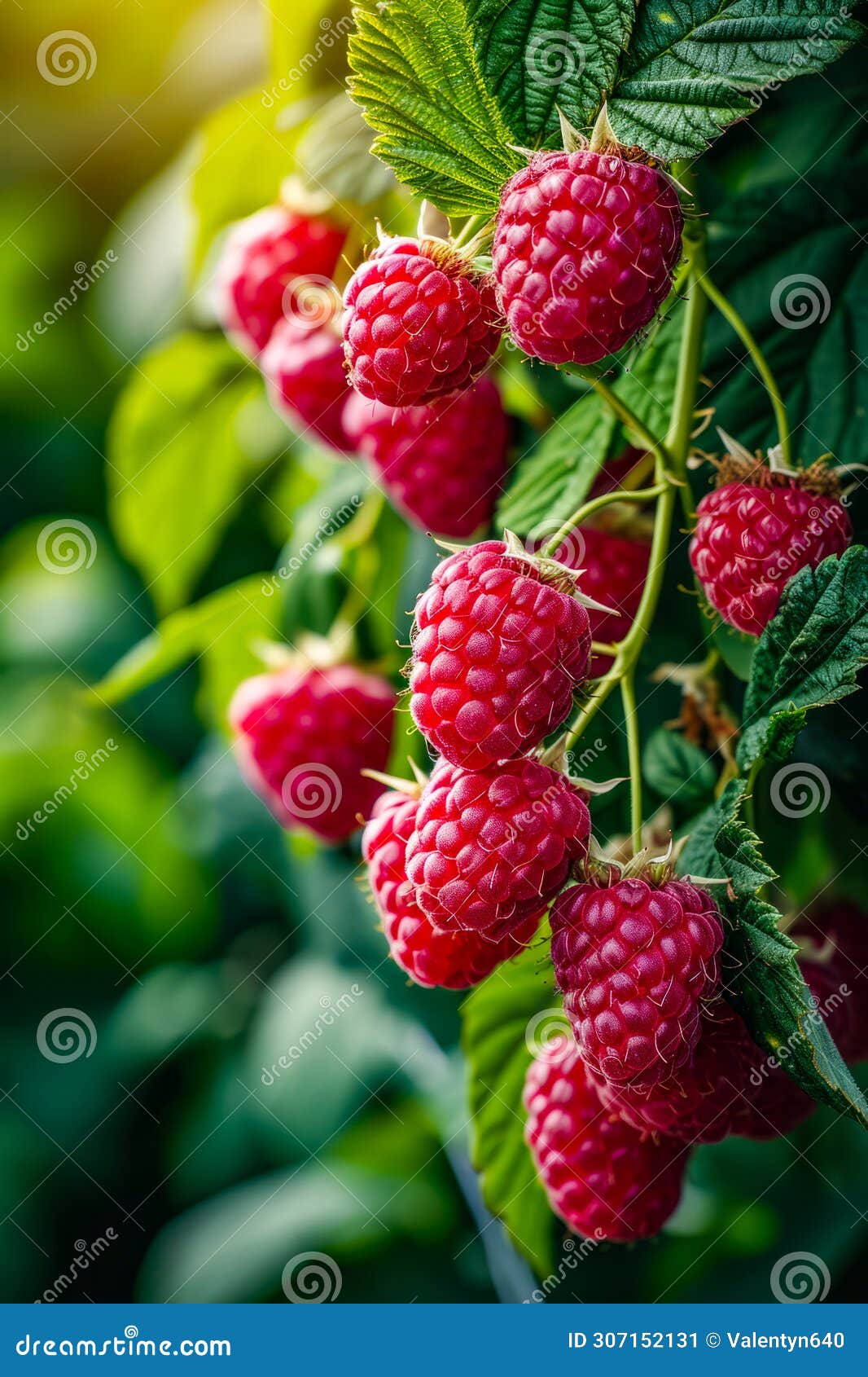 Group of Ripe Raspberries Growing on Tree Branch. Generative AI Stock ...