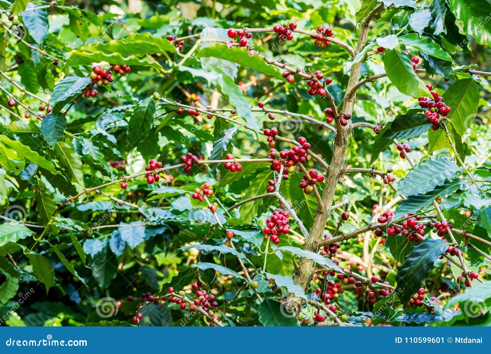 Coffee berries on its tree stock image. Image of yellow - 110599601