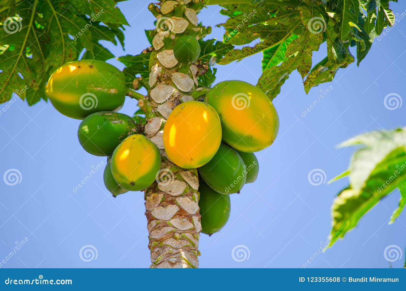 Group of Ripe Round Papaya on a Tree. Stock Photo - Image of natural ...
