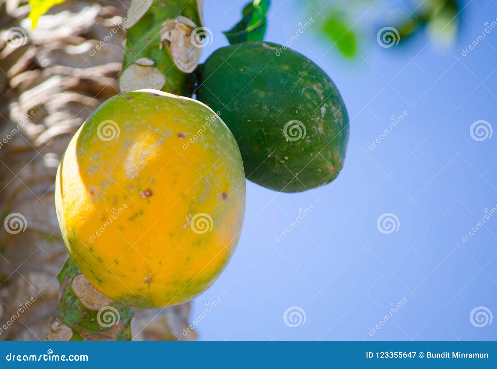 Group of Ripe Round Papaya on a Tree. Stock Image - Image of plant ...
