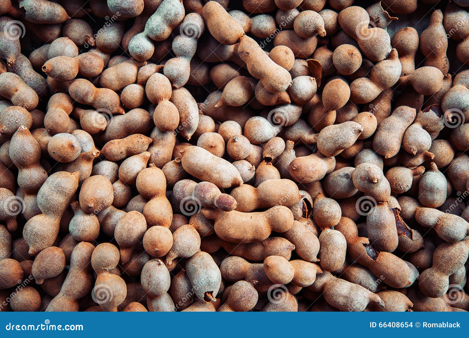 Group of Ripe Tamarind Pods Stock Photo - Image of minerals, healthy ...