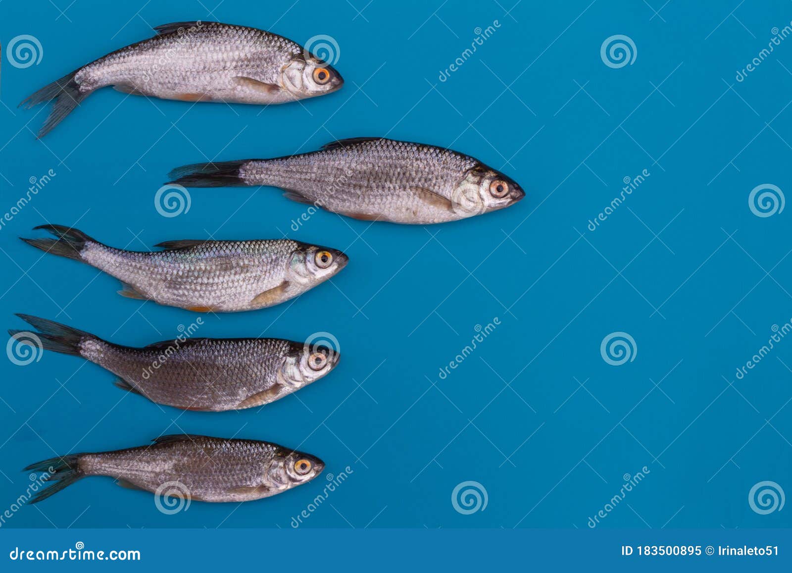 Group of River Fish. One Fish in Front. View from Above. Place for an ...