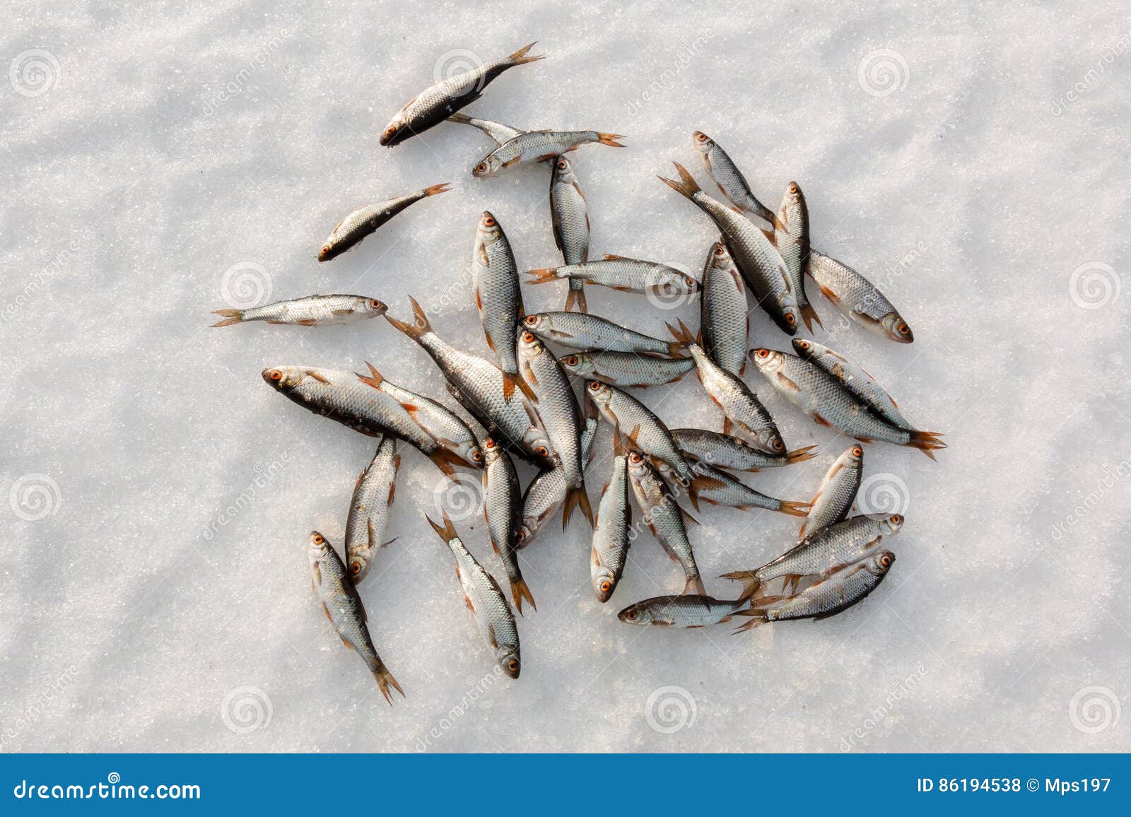 Group of Roach Laying on Snow Stock Photo - Image of roach, winter ...