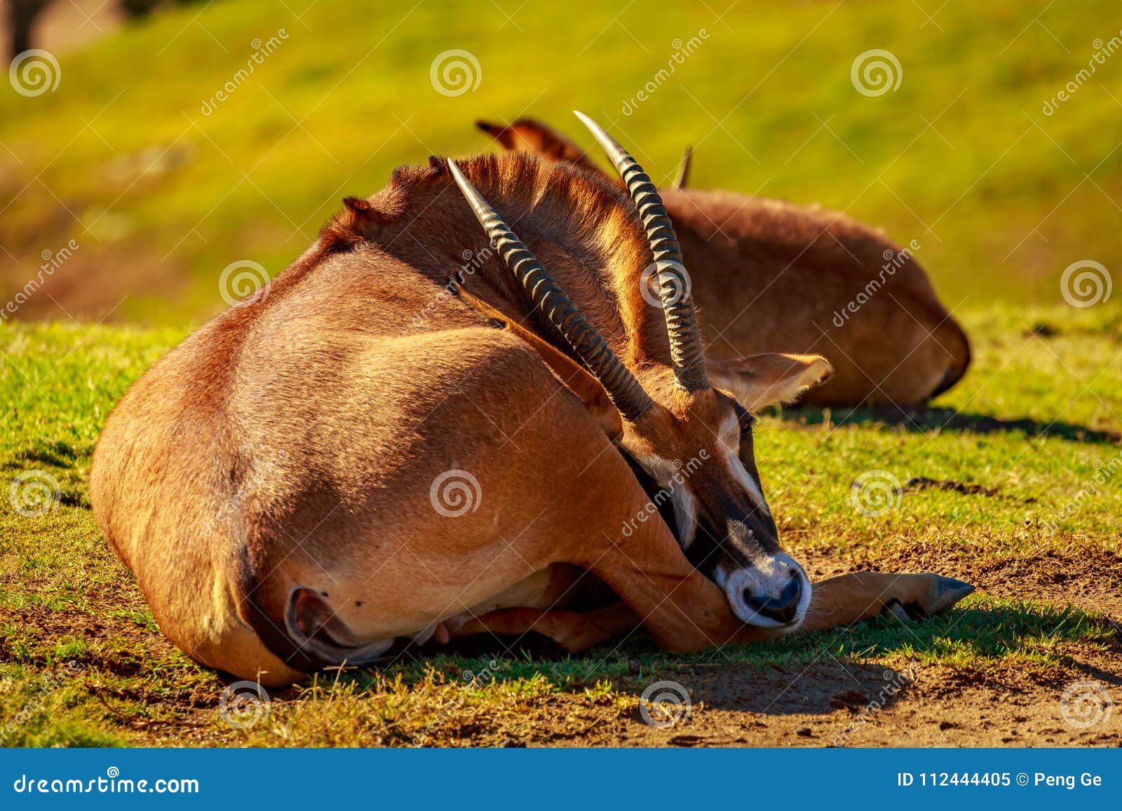 Roan Antelope stock image. Image of antilopinae, hippotragus - 112444405