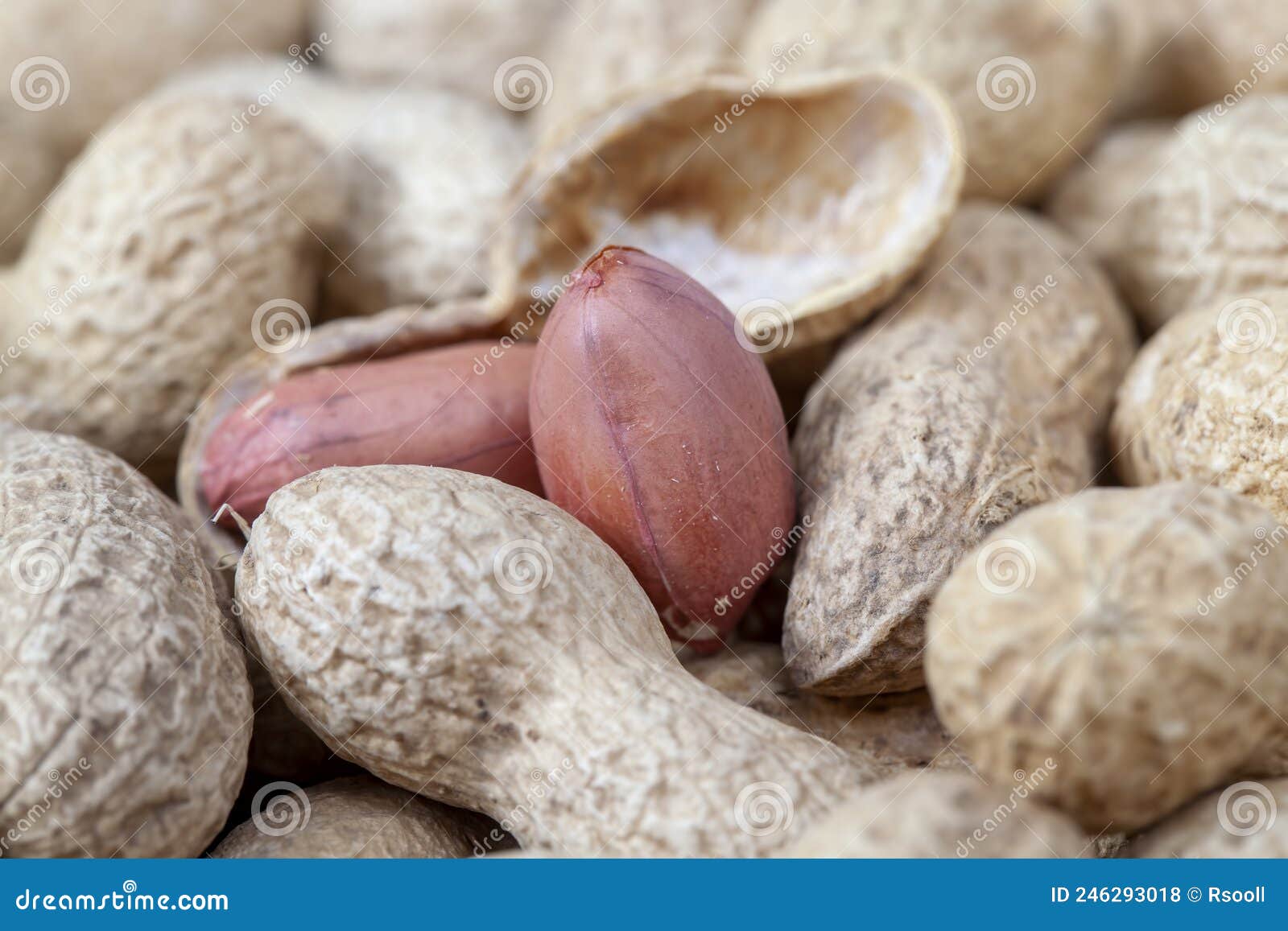 Group of Roasted Peanuts in the Shell without Salt Stock Photo - Image ...