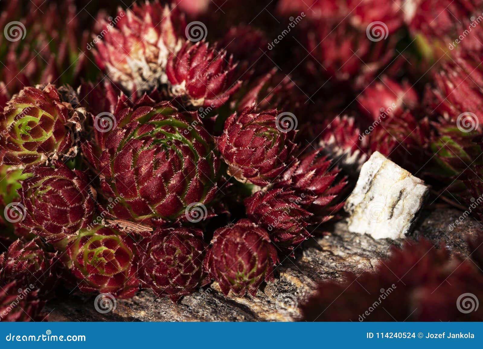 A group of rock roses stock photo. Image of rose, flora - 114240524