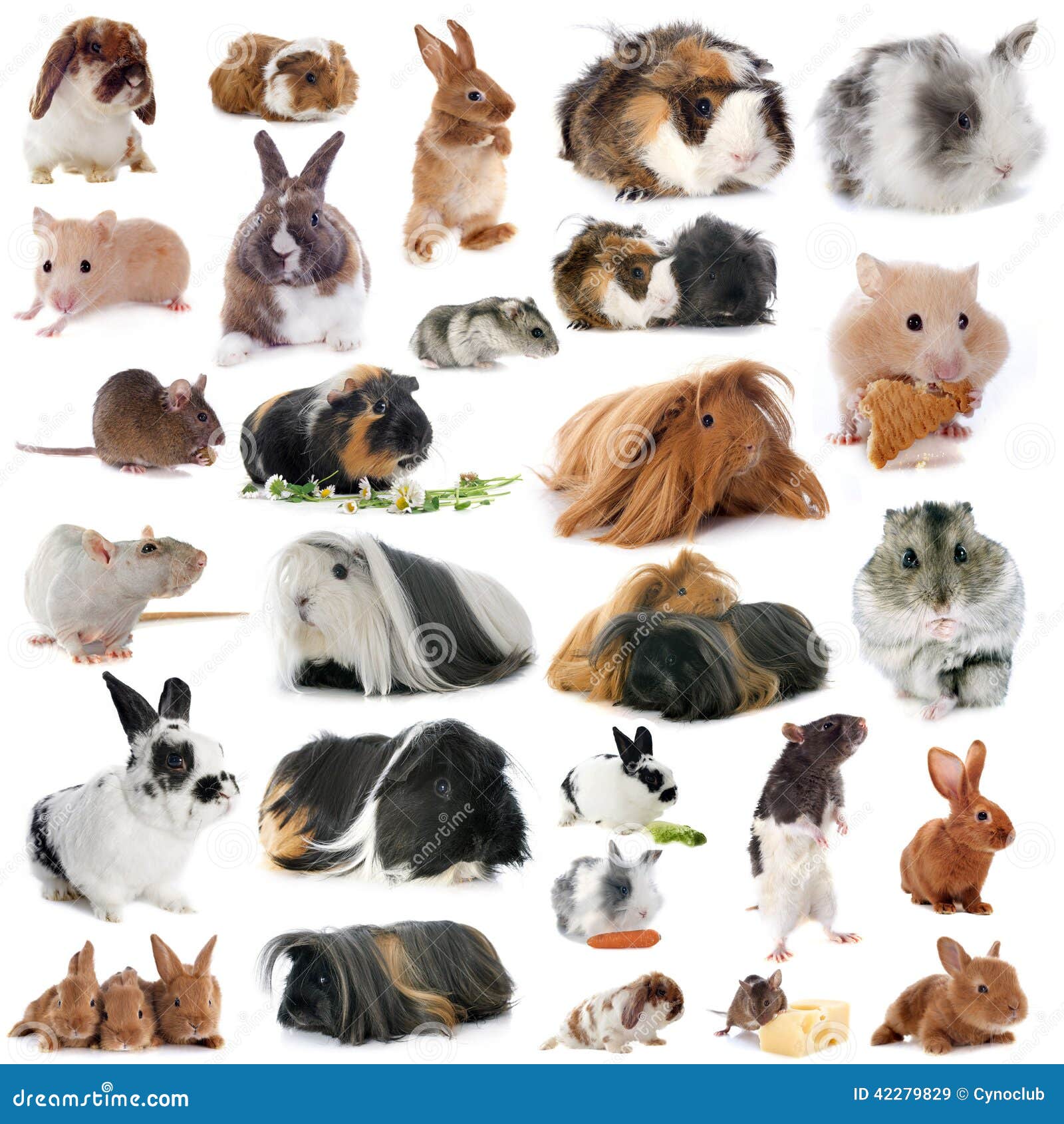 Set Of Animals Rodents