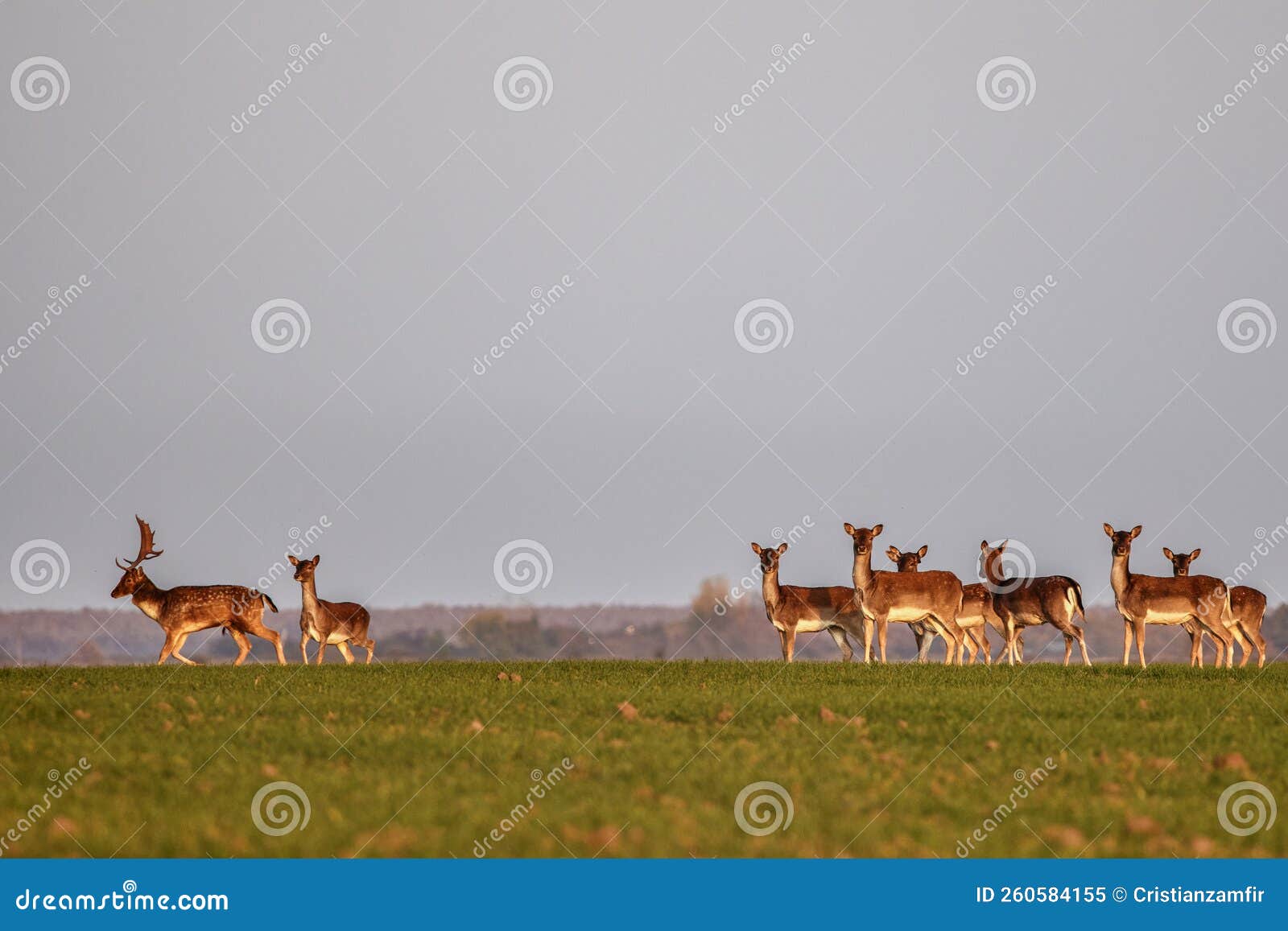 Group of Roe Deer in Nature Stock Image - Image of forest, rutting ...