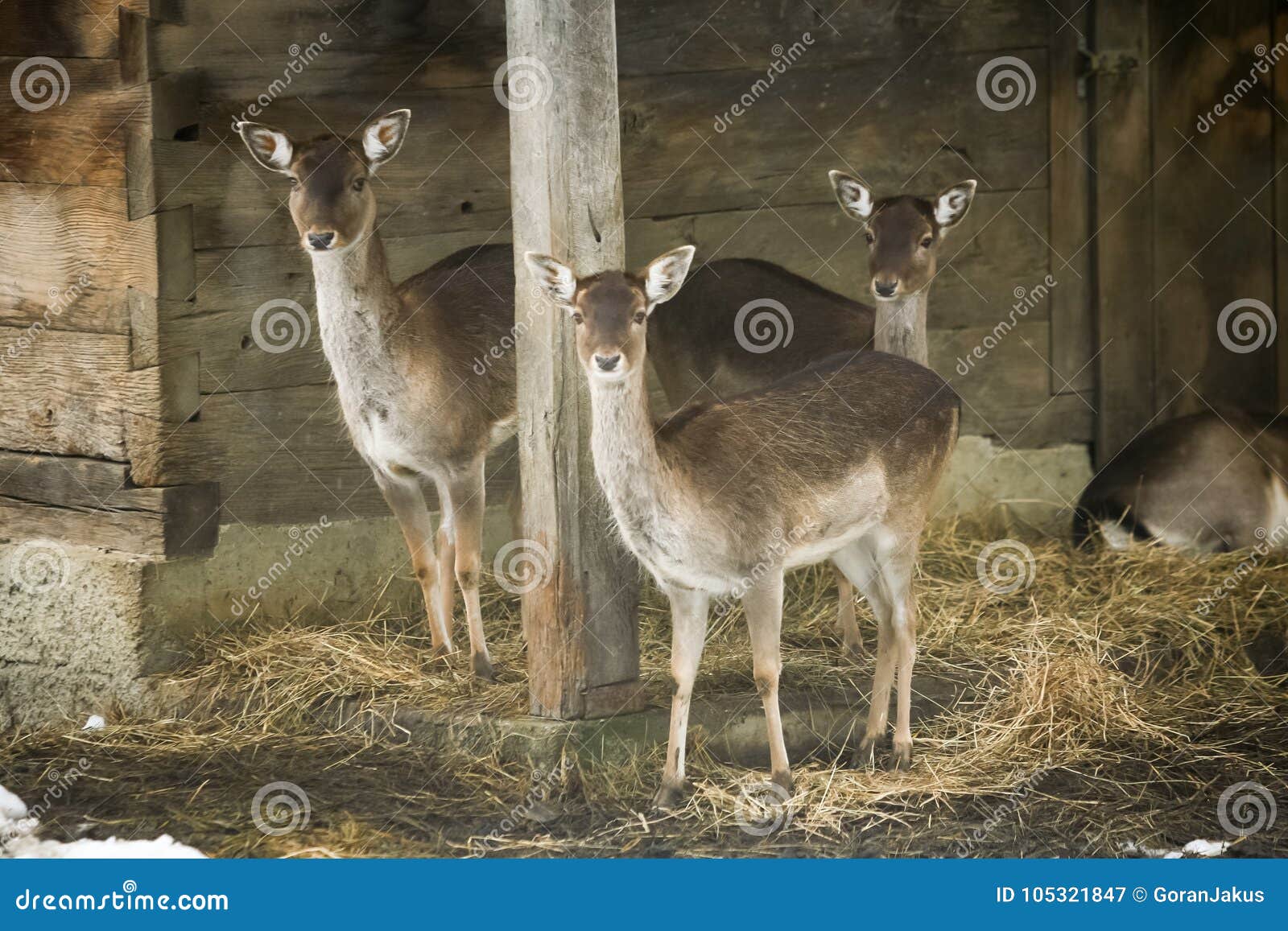 Group of Roe Deers in Captivity Stock Image - Image of deer, group ...