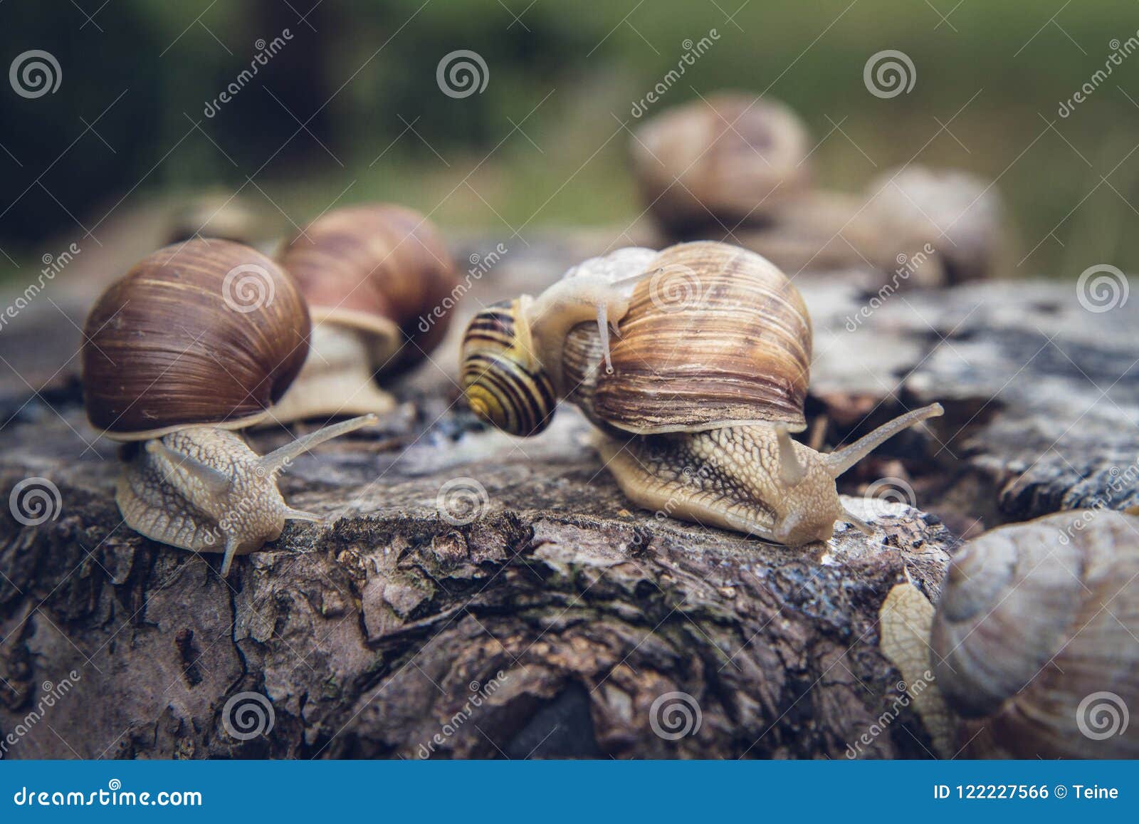 Snails stock photo. Image of baby, close, race, creature - 122227566