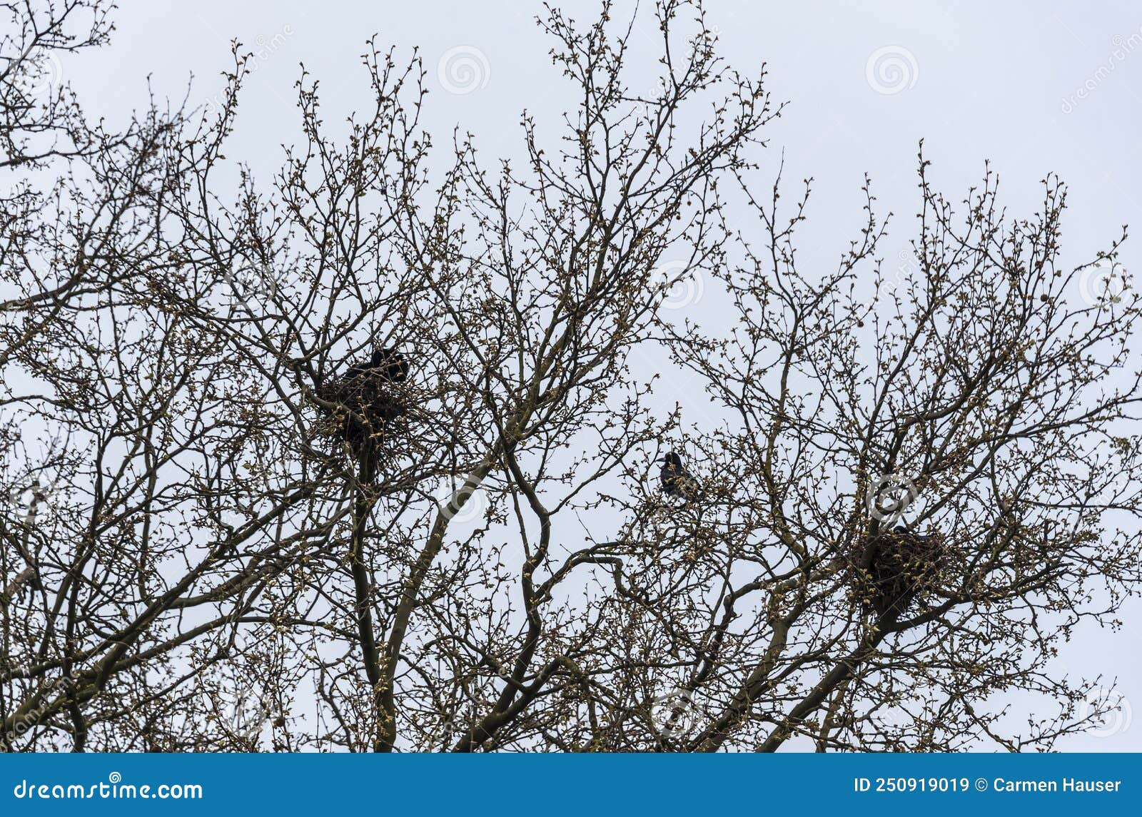 A Group of Rooks Nesting in a Tree Stock Image - Image of black, spring ...