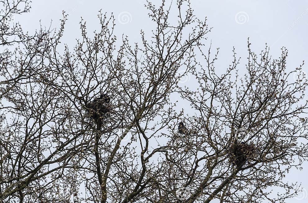A Group of Rooks Nesting in a Tree Stock Image - Image of black, spring ...