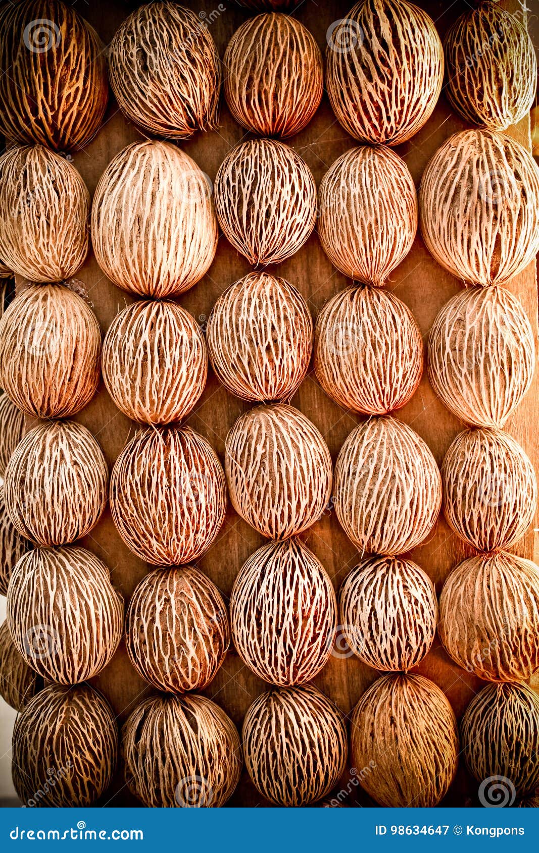 Pong Pong Tree Seeds Texture Royalty-Free Stock Photography ...