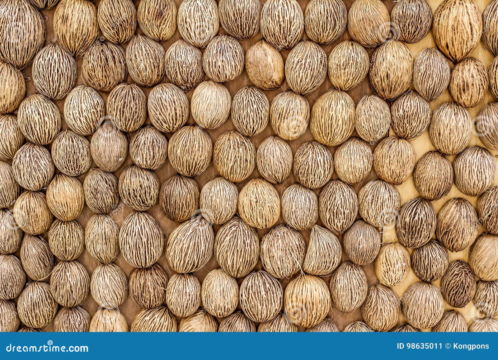 Pong Pong Tree Seeds Texture Royalty-Free Stock Photography ...