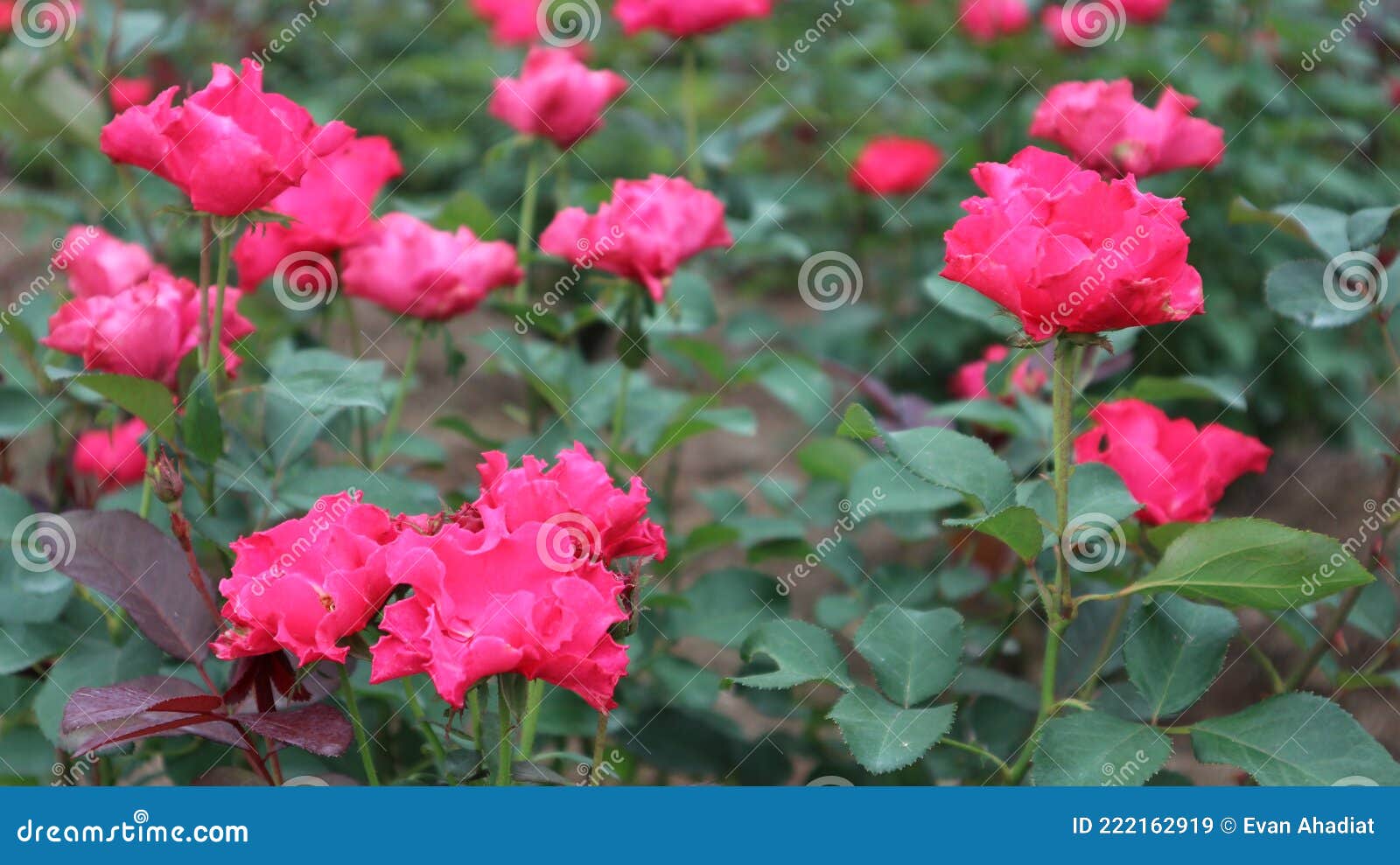 A Group of Rose Flower Head Stock Image - Image of peony, plant: 222162919