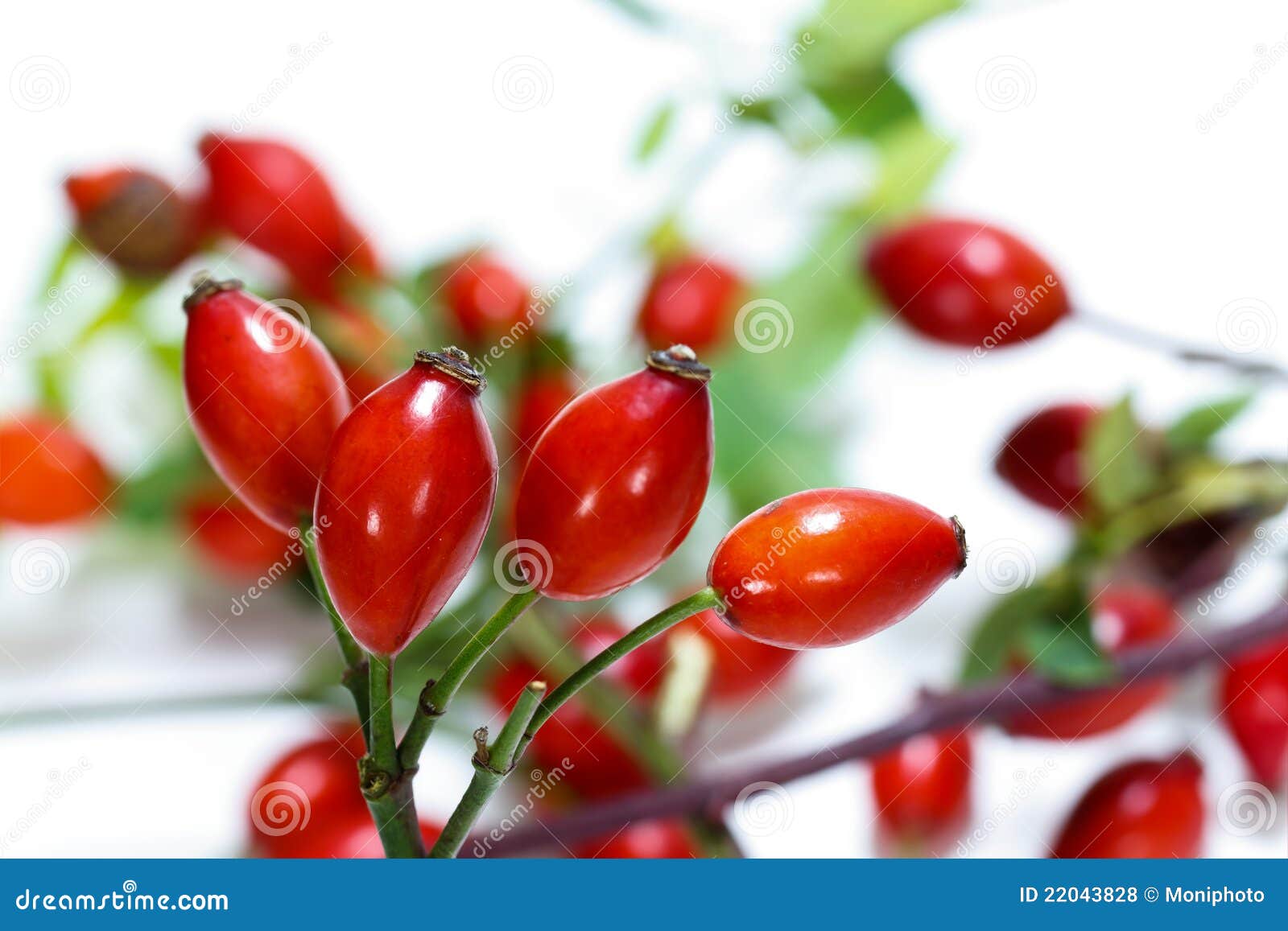 Group of Rose Hips on a White Background. Stock Photo - Image of ...