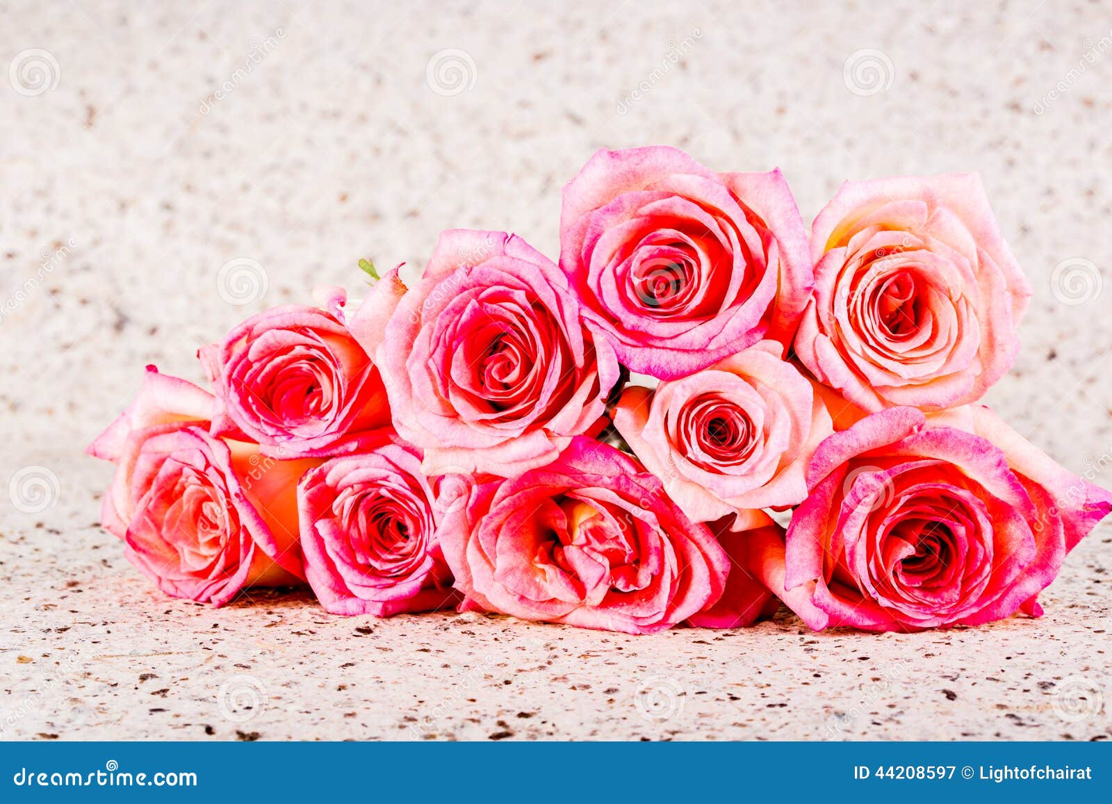 Group of Rose Isolated on White Background Stock Image - Image of ...