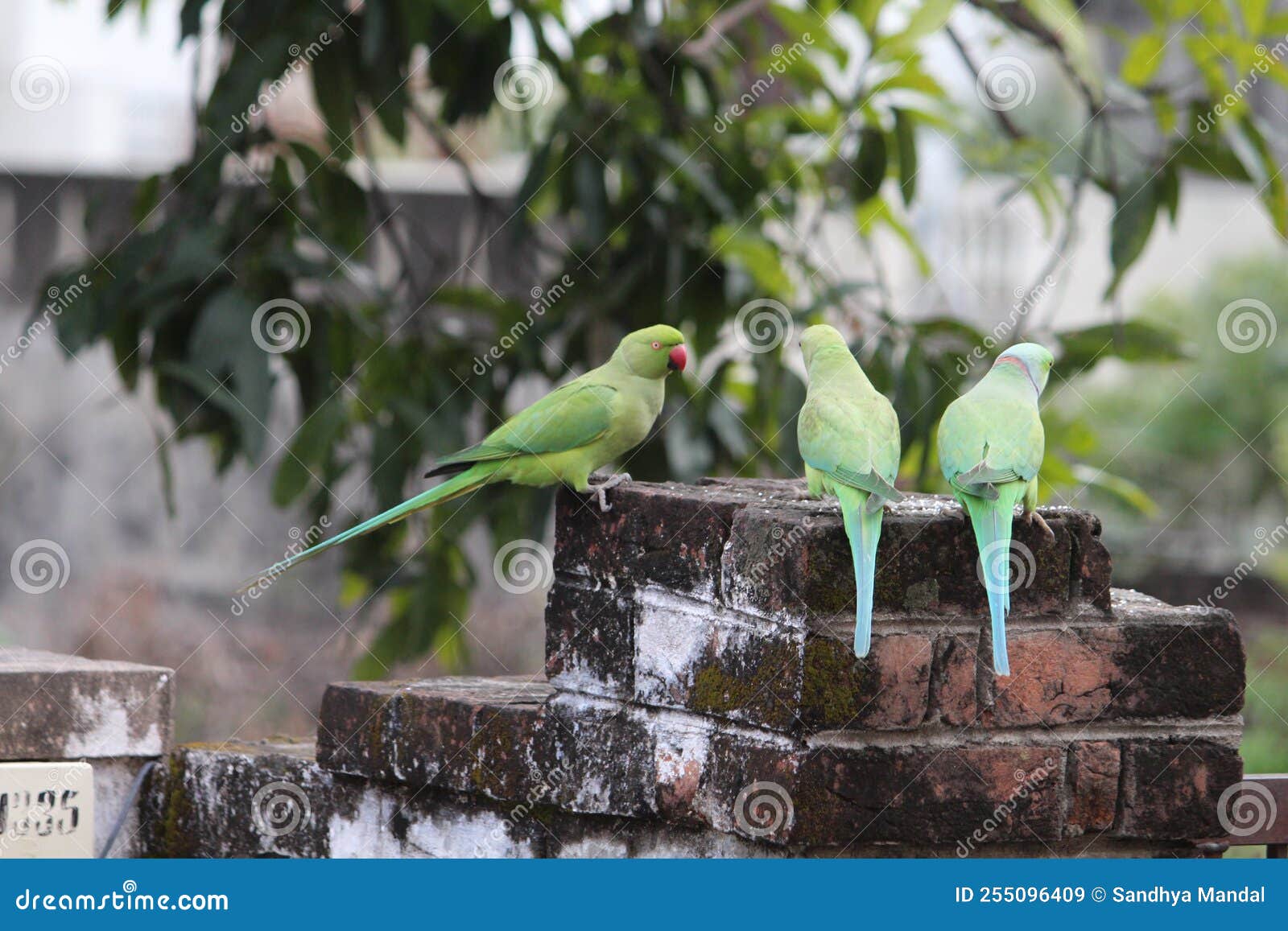 A Group of Parrots are Feeding Together Stock Image - Image of post ...