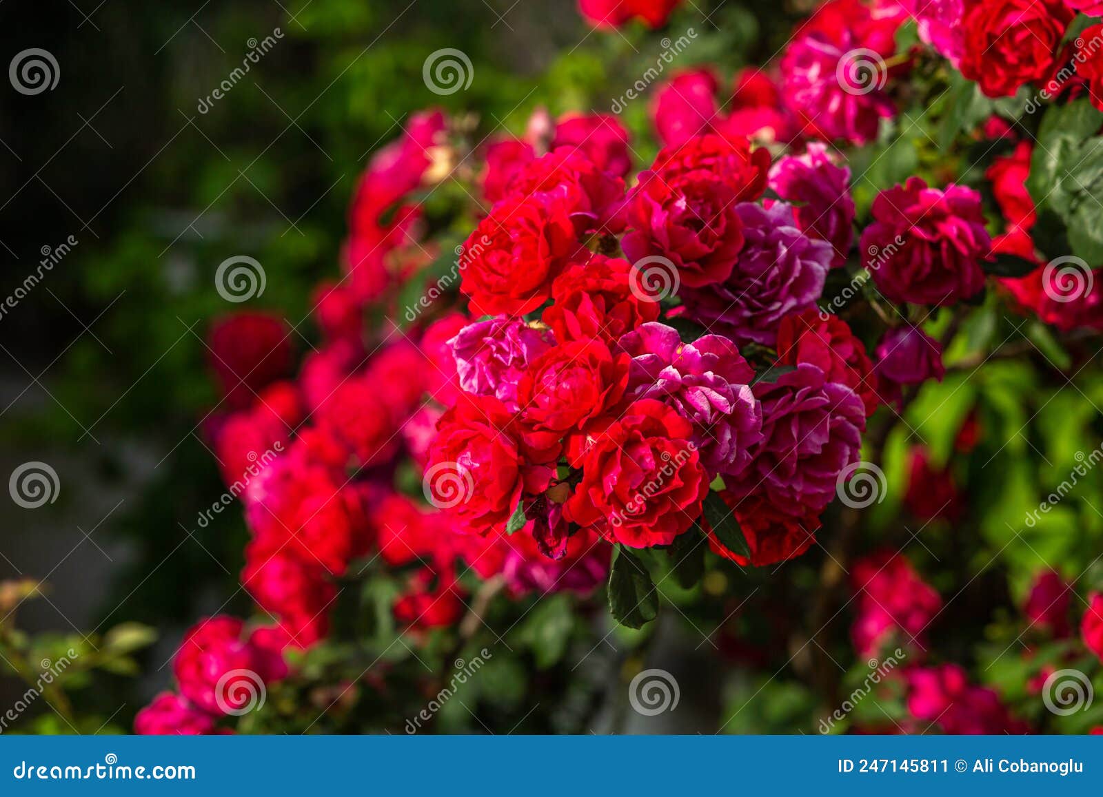 Group of Roses with Red Leaves Stock Image - Image of bloom, blossom ...