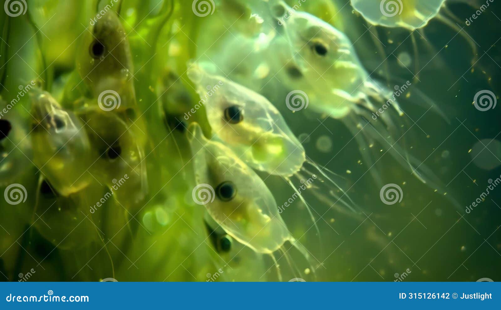 Rotifers Cartoons, Illustrations & Vector Stock Images - 100 Pictures ...