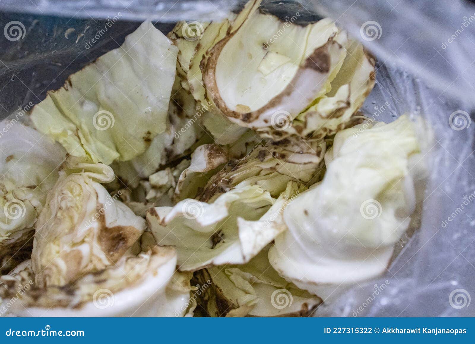 A group of rotten cabbage stock photo. Image of green - 227315322