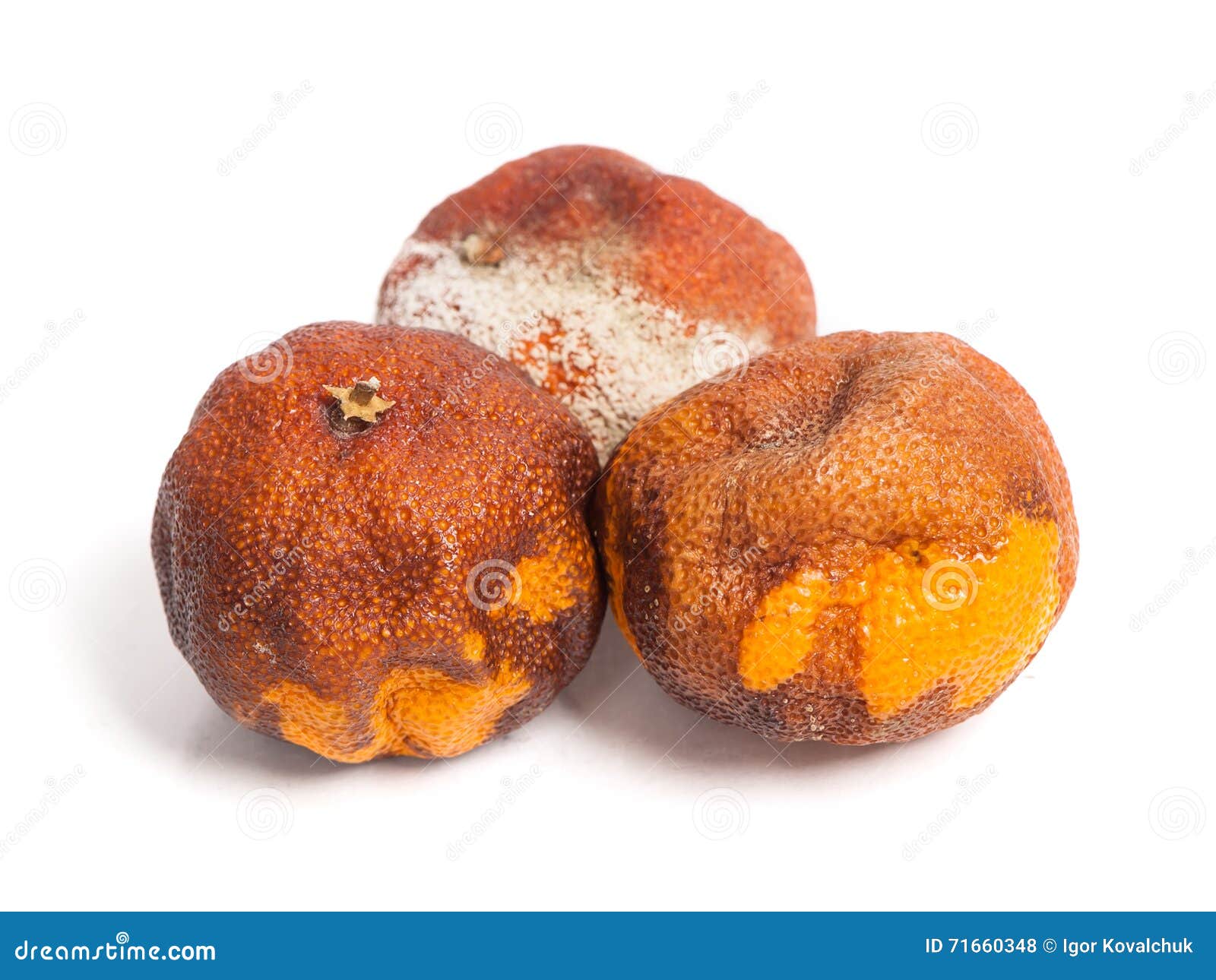 Group of rotten oranges stock photo. Image of decay, heap - 71660348