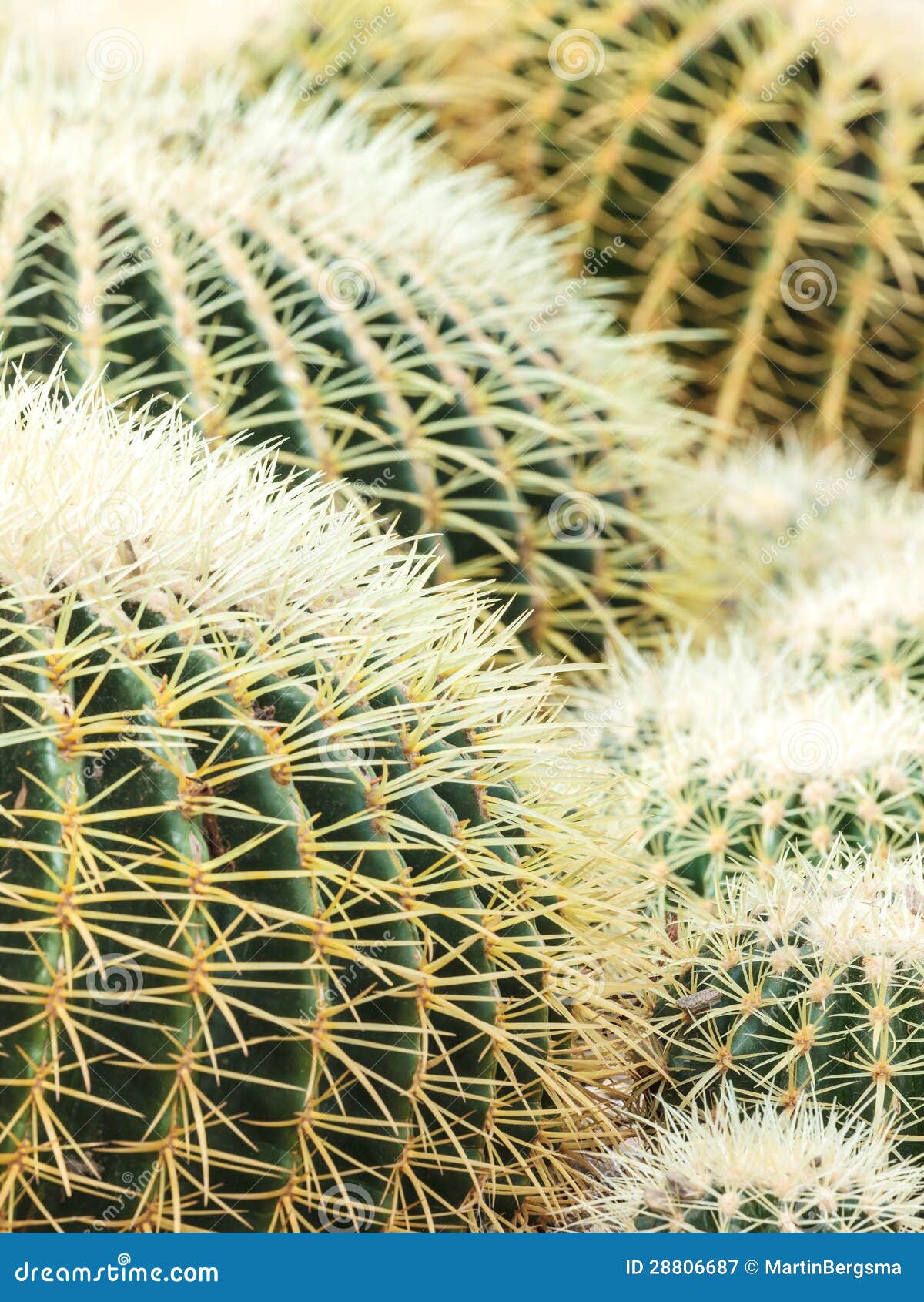 Group of round cacti stock image. Image of beautiful - 28806687