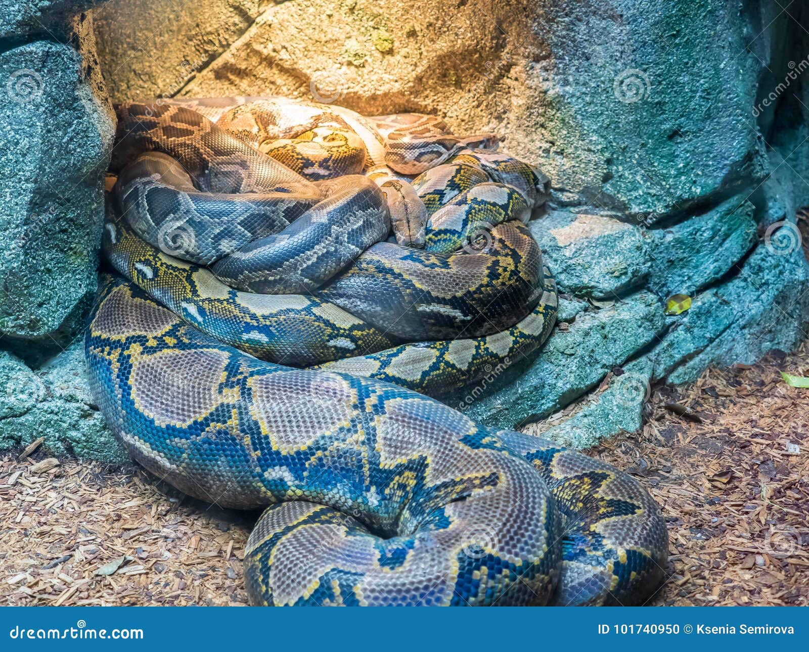 Group of Royal Pythons, or Ball Pythons Python Regius Stock Photo - Image of python, beauty ...