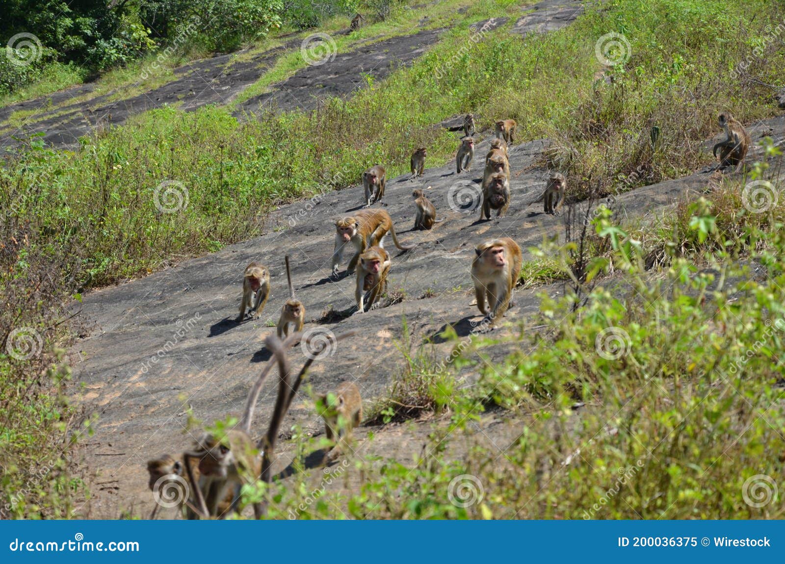Group of Running Monkeys in a Field Under the Sunlight at Daytime Stock ...