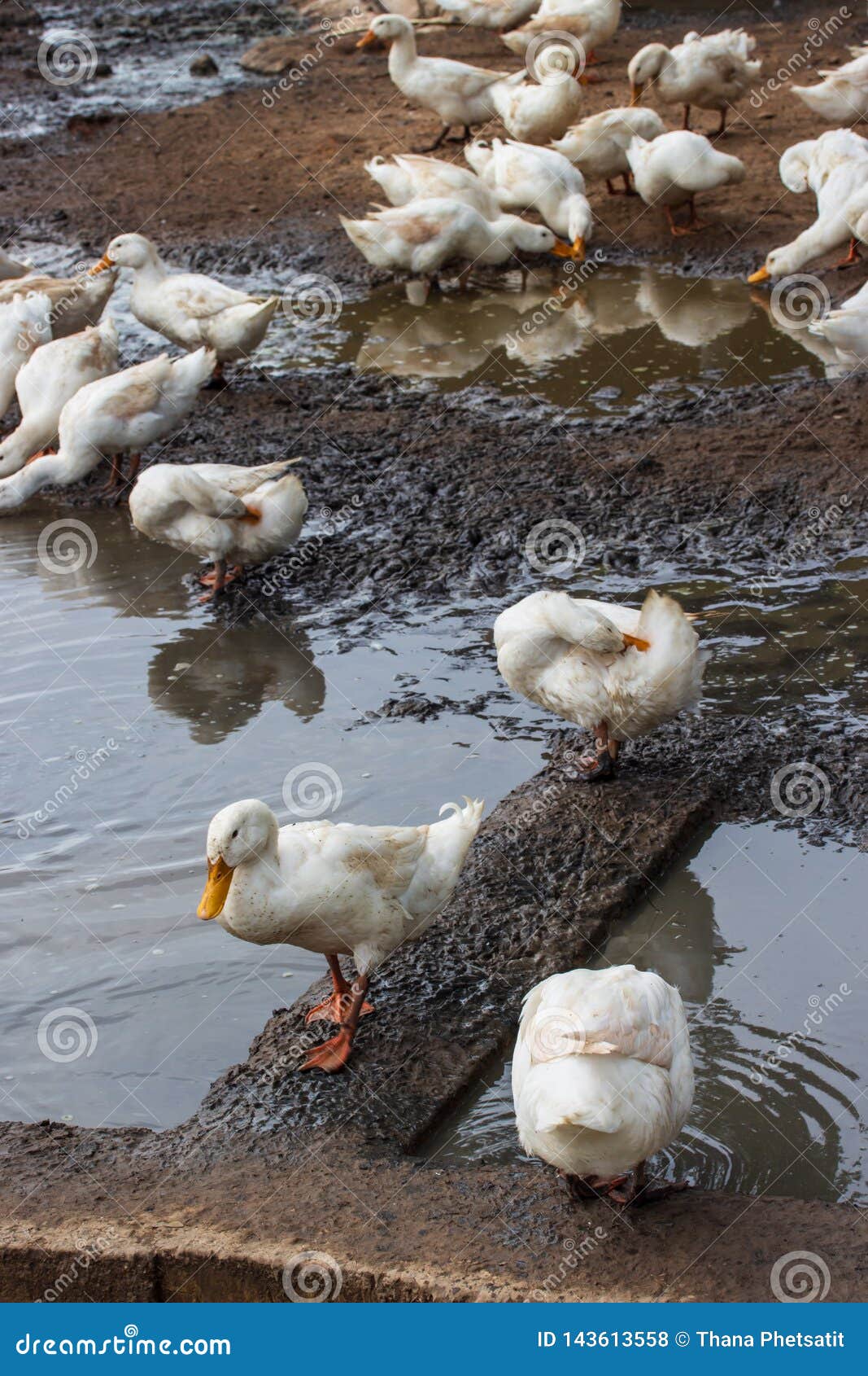 Group of rural white duck stock photo. Image of rural - 143613558