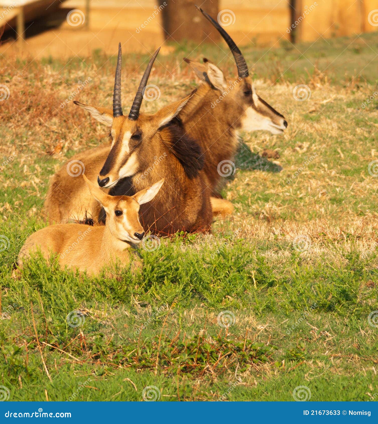 Group of Sable antelope stock image. Image of females - 21673633