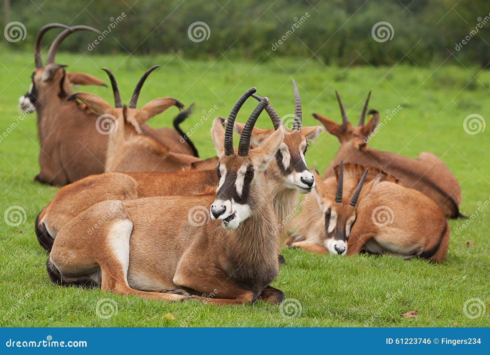 Group of sable antelope stock photo. Image of horns, african - 61223746