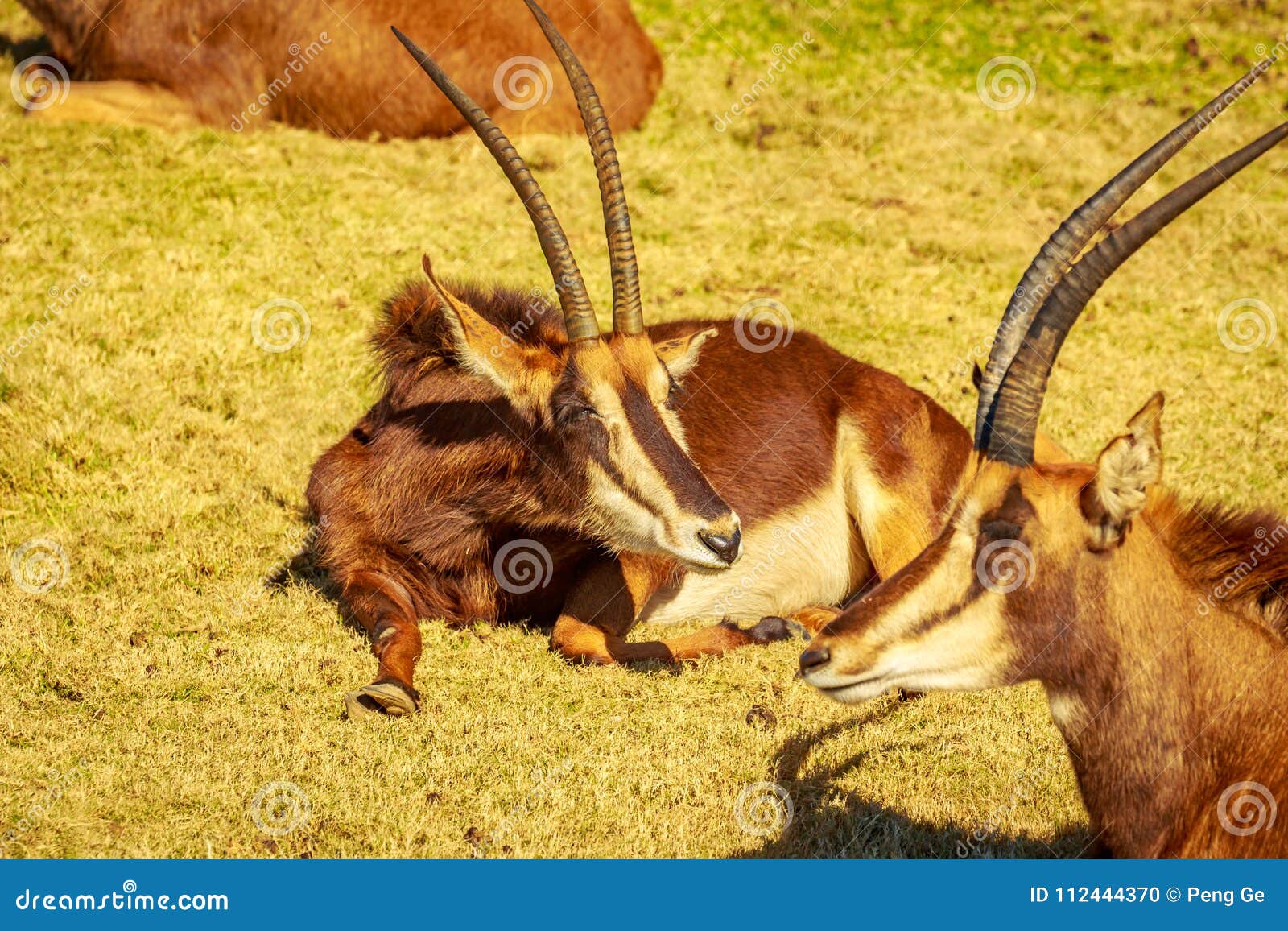 Roan Antelope stock photo. Image of animal, horizontal - 112444370