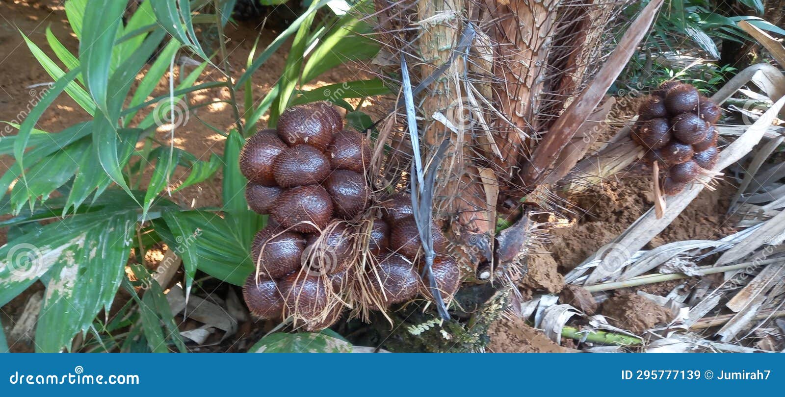 Group of Salaca or Snakefruit Stock Image - Image of salaca, fruits ...