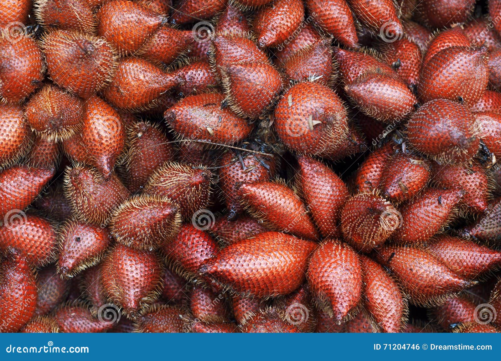 Group of Salacca Famous Tropical Fruit Stock Photo - Image of color ...