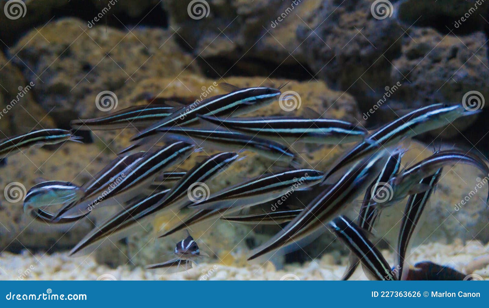 Cleaner fish stock photo. Image of organism, food, ocean - 227363626