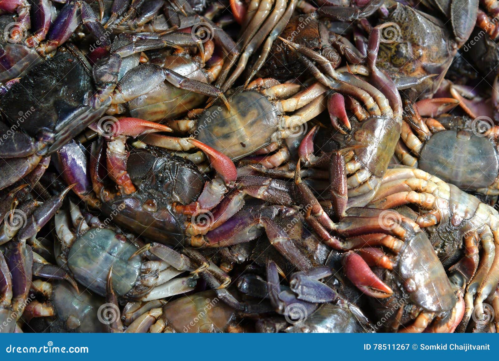 The Group Of Salted Crab Or Pickled Crab Royalty-Free Stock Photography ...