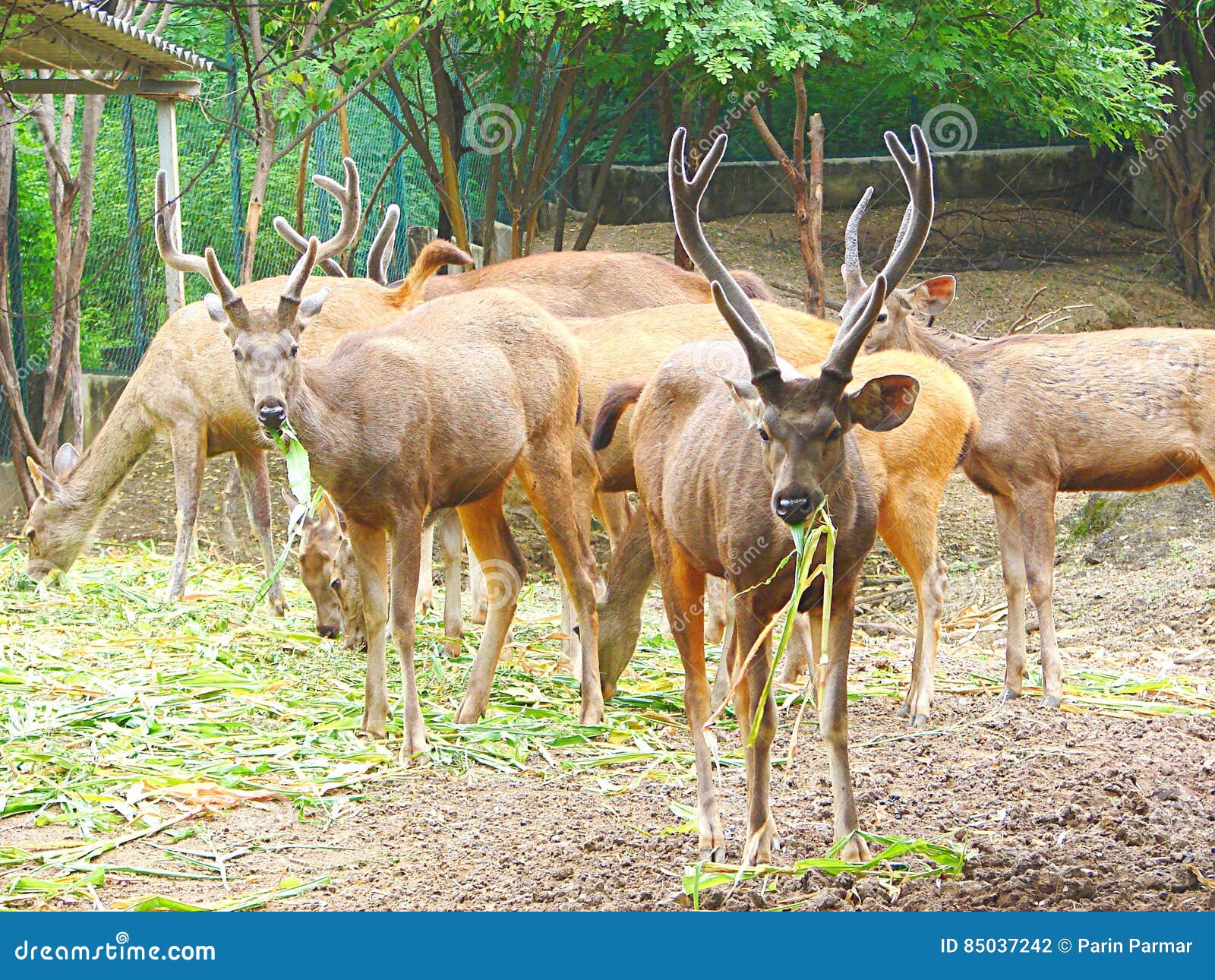 A Group of Sambar Deer stock photo. Image of sunda, food - 85037242
