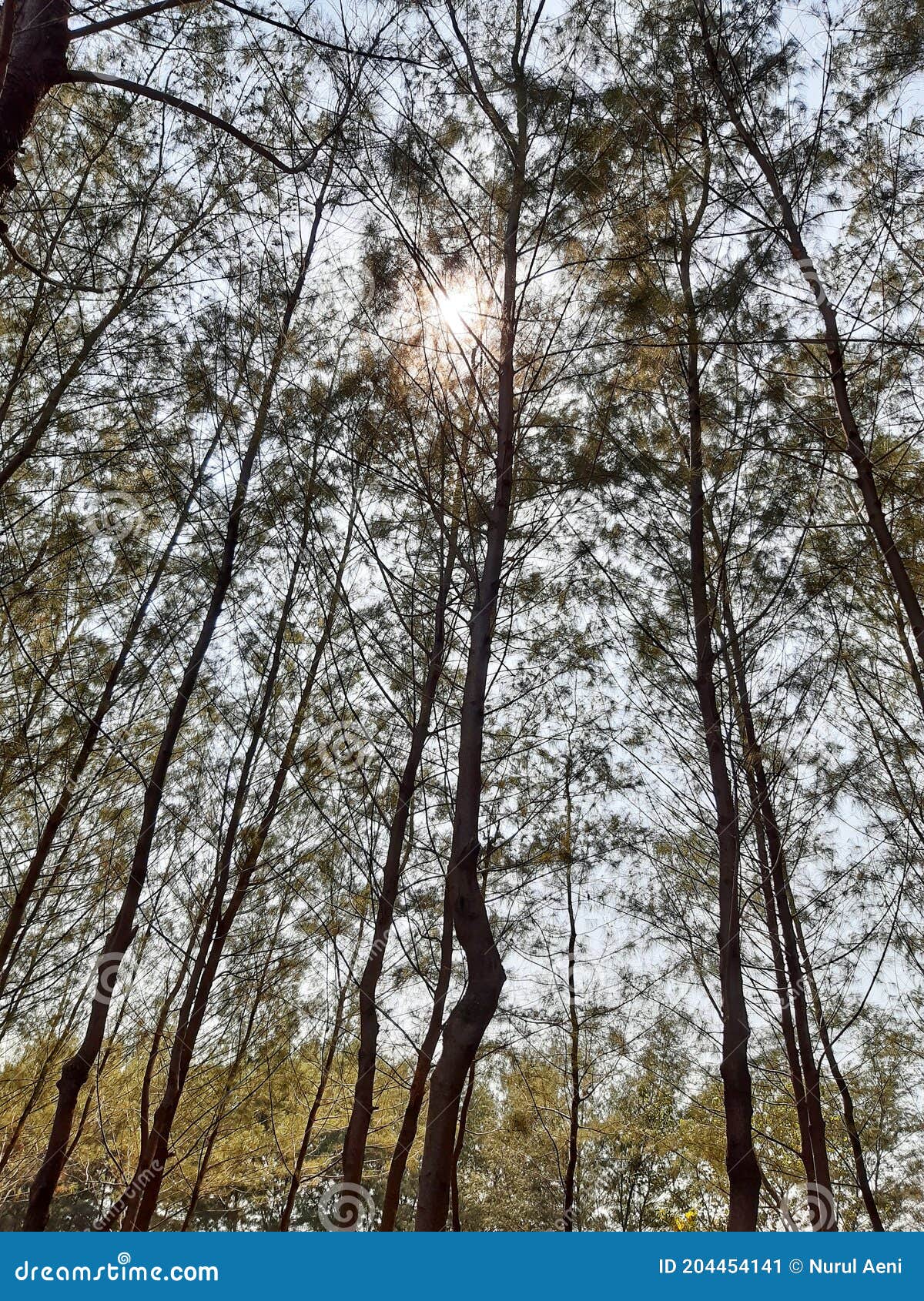 A Group of Same Plants in the Beach. Stock Image - Image of plant ...
