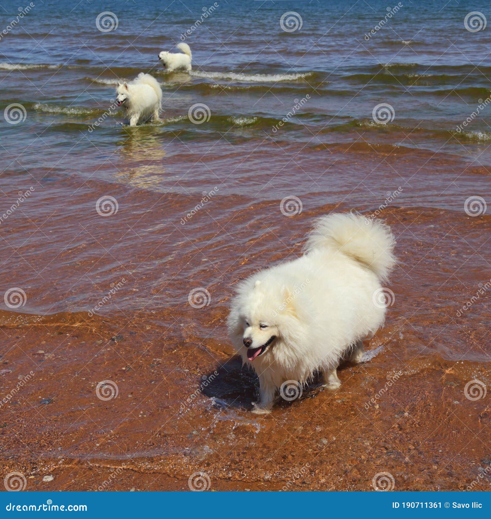 Group of Samoyed dogs stock image. Image of white, together - 190711361