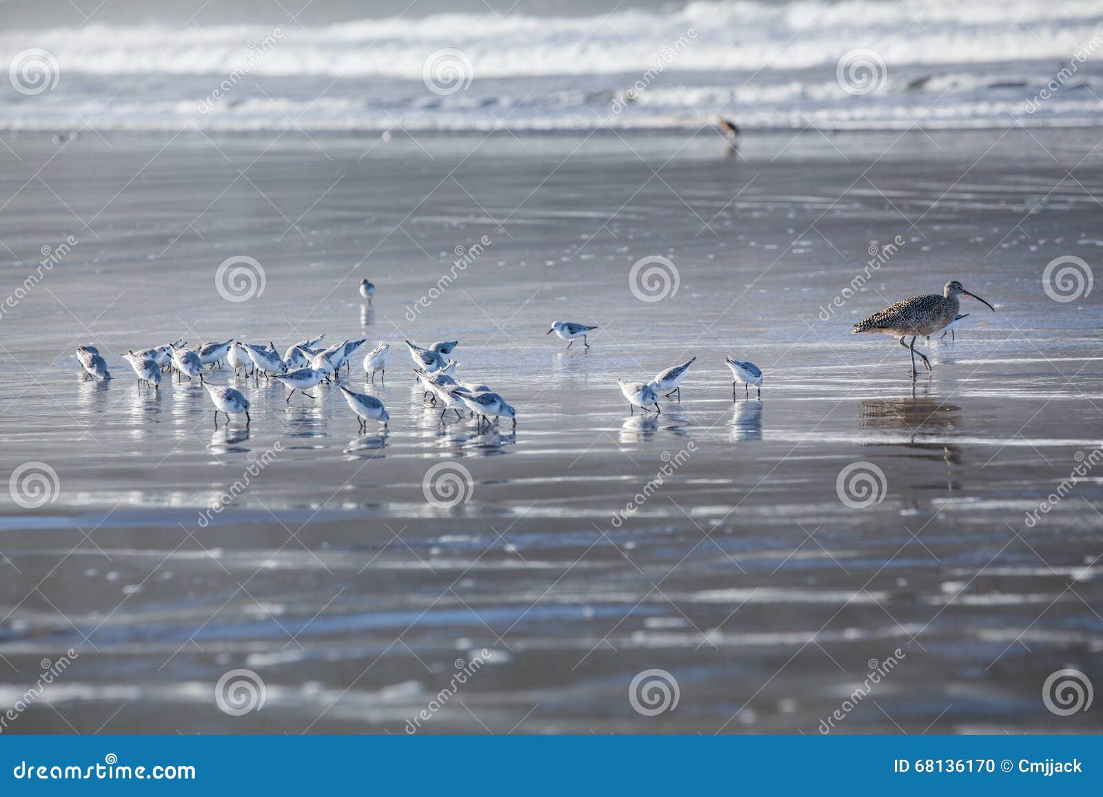 A Group of Sanderling Stand on a Beach Stock Photo - Image of coast ...